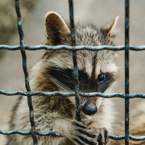 Pest Control Lakewood, CO | Rocky Mountain Pest and Wildlife